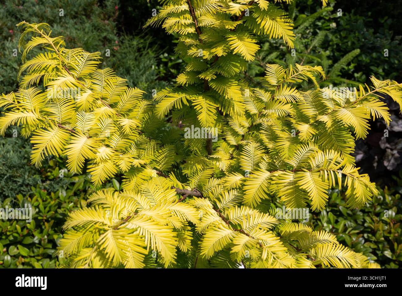 Metasequoia glyptostroboides golden dawn garden tree hi-res stock ...