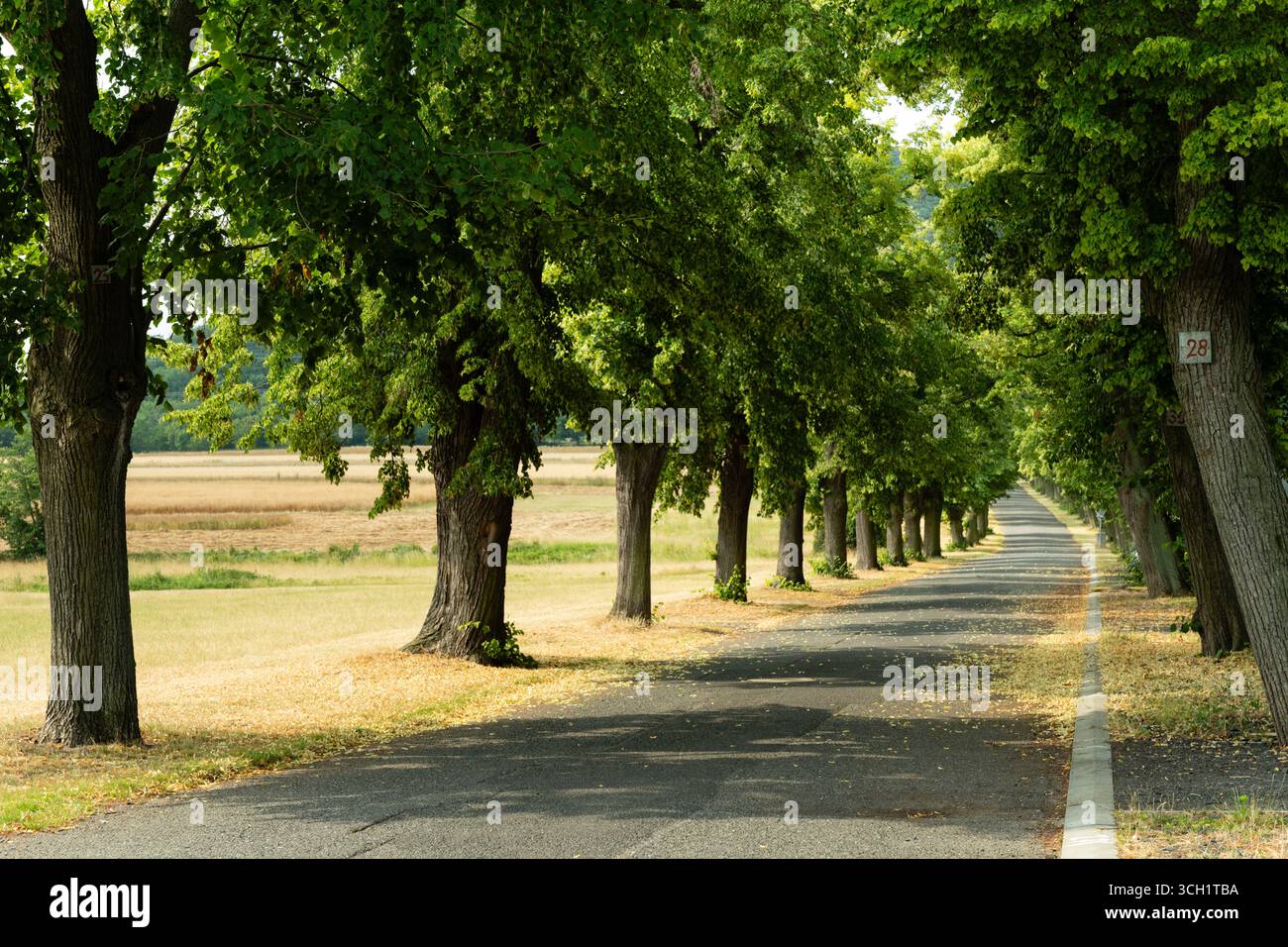 A grove of trees lining the footpath to Mount Rip, Czech Republic Stock ...