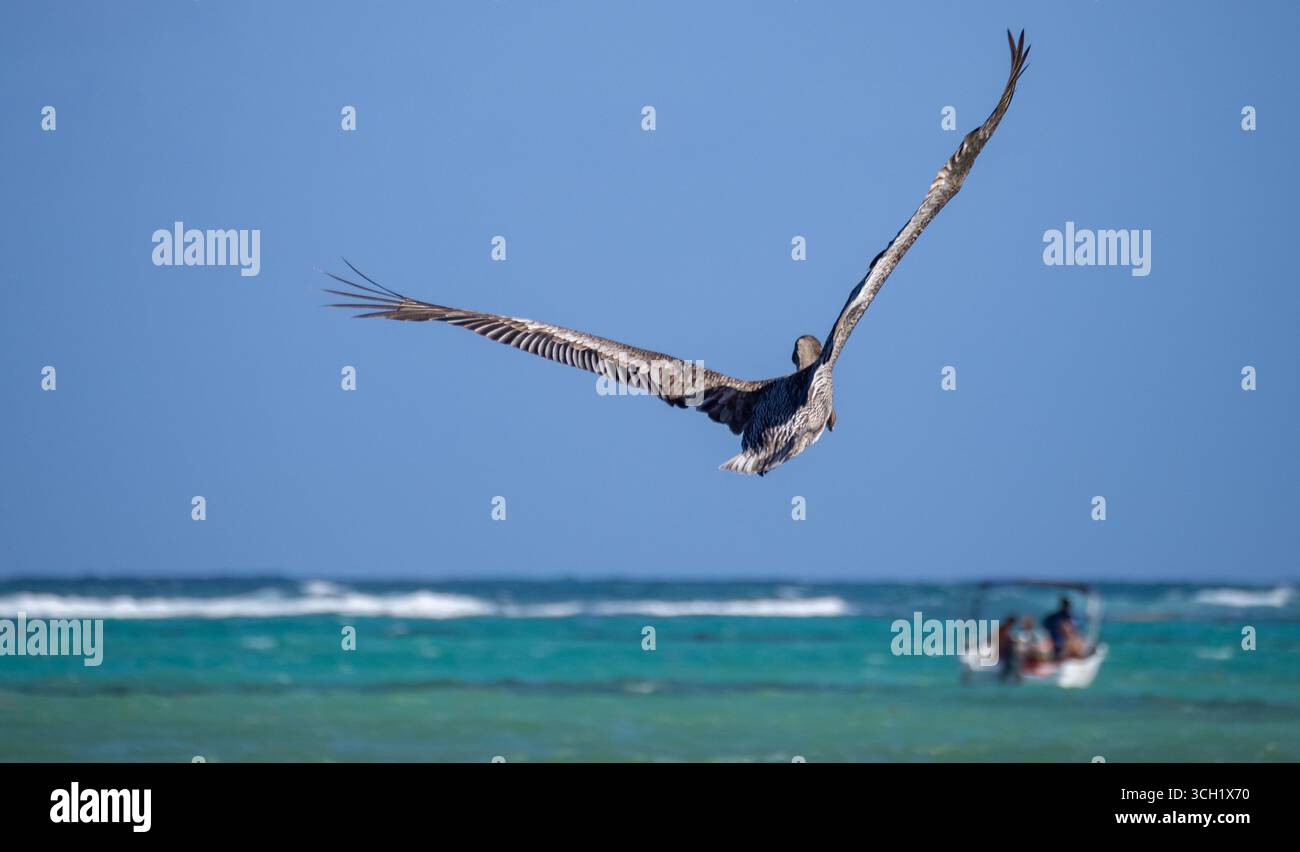 Pelican gliding hi-res stock photography and images - Alamy
