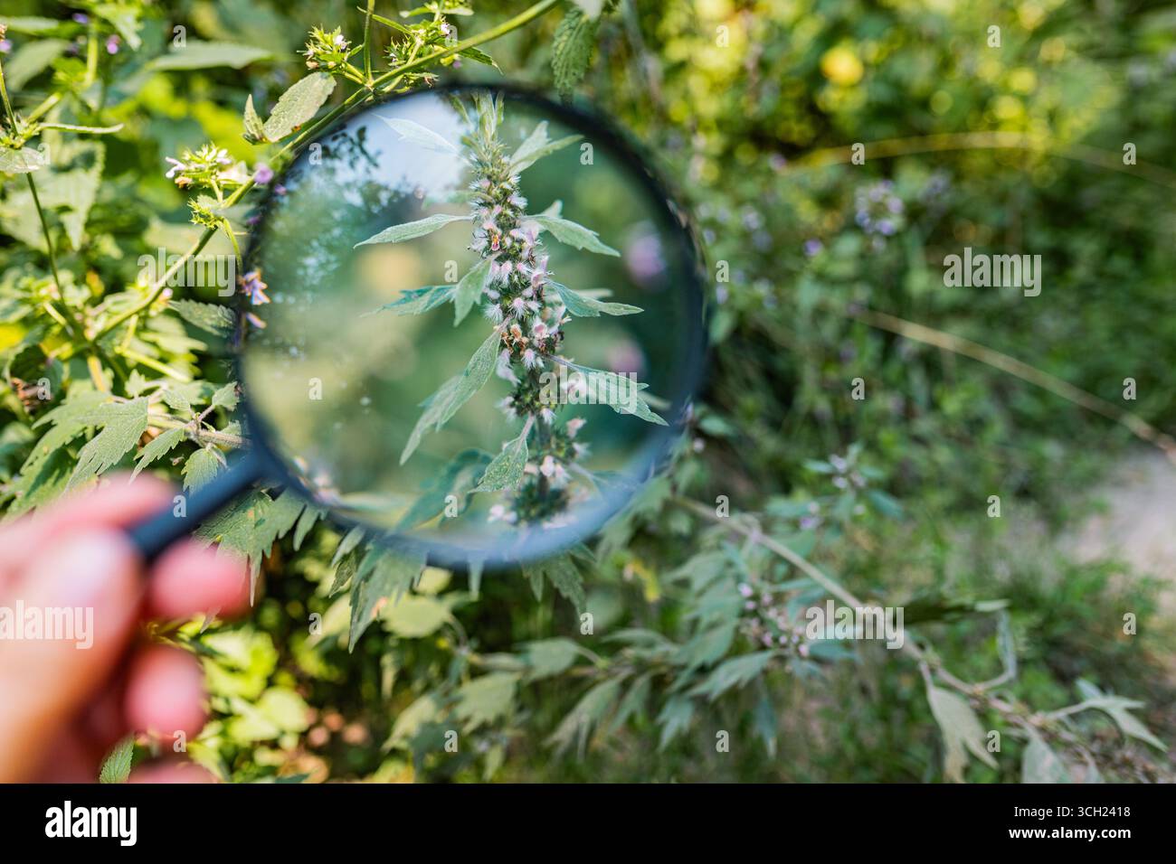 Handheld magnifying glass reveals structure of Chinese motherwort along ...