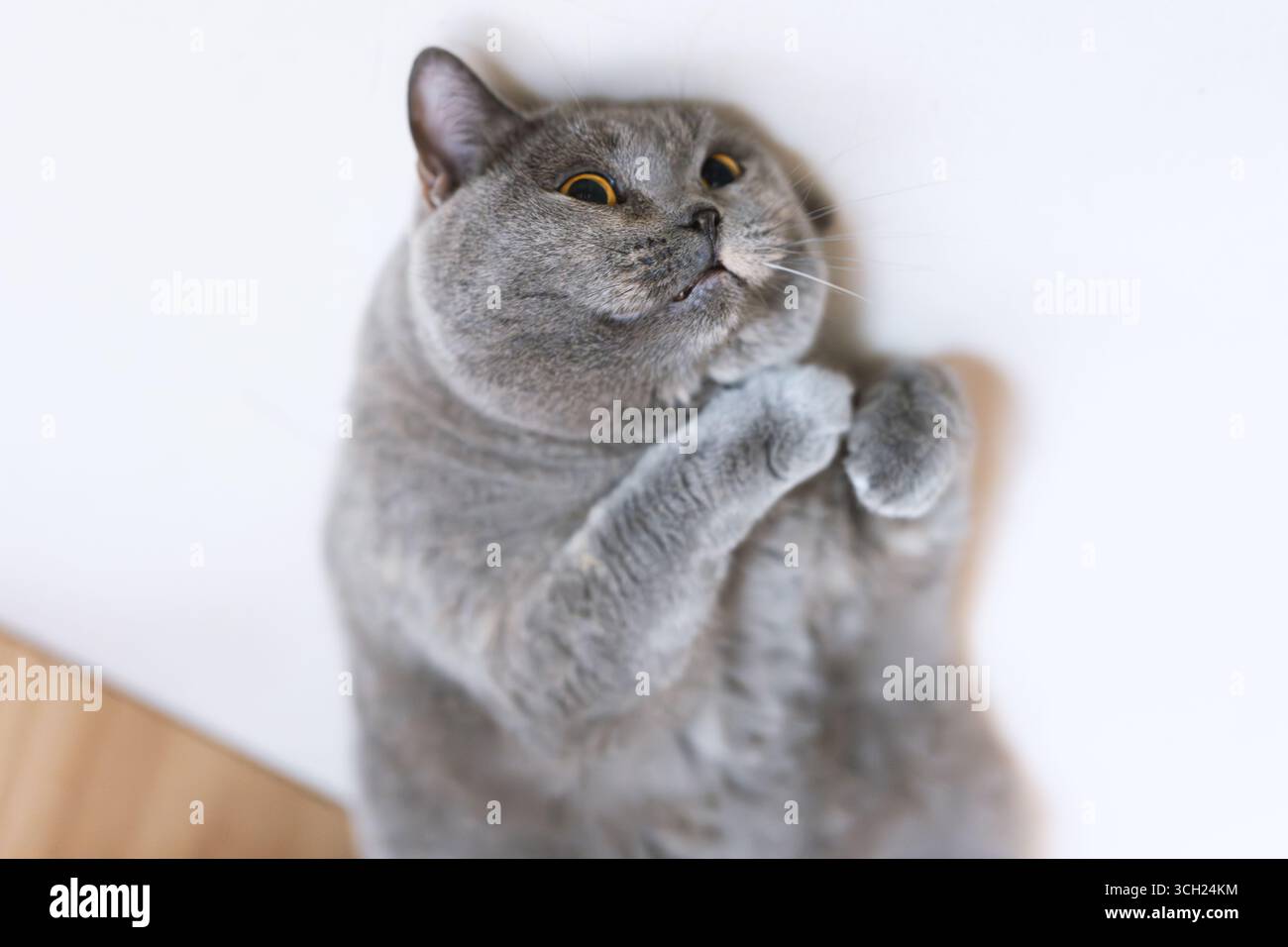 Gray British Shorthair Cat Sitting Upright with Paws Raised Stock Photo ...
