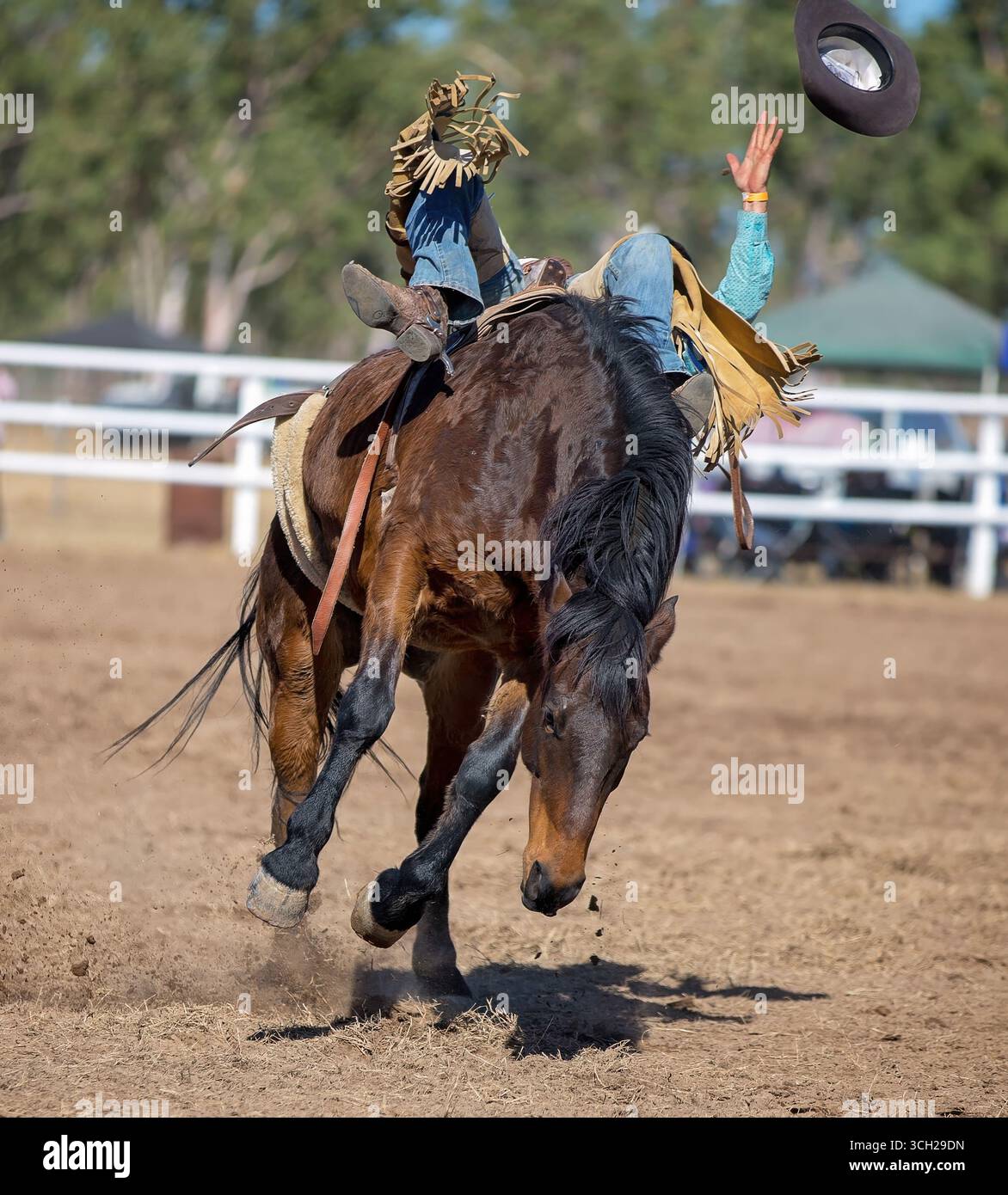 Cowboy is falling off his ride on bucking horse in bareback bronc event ...