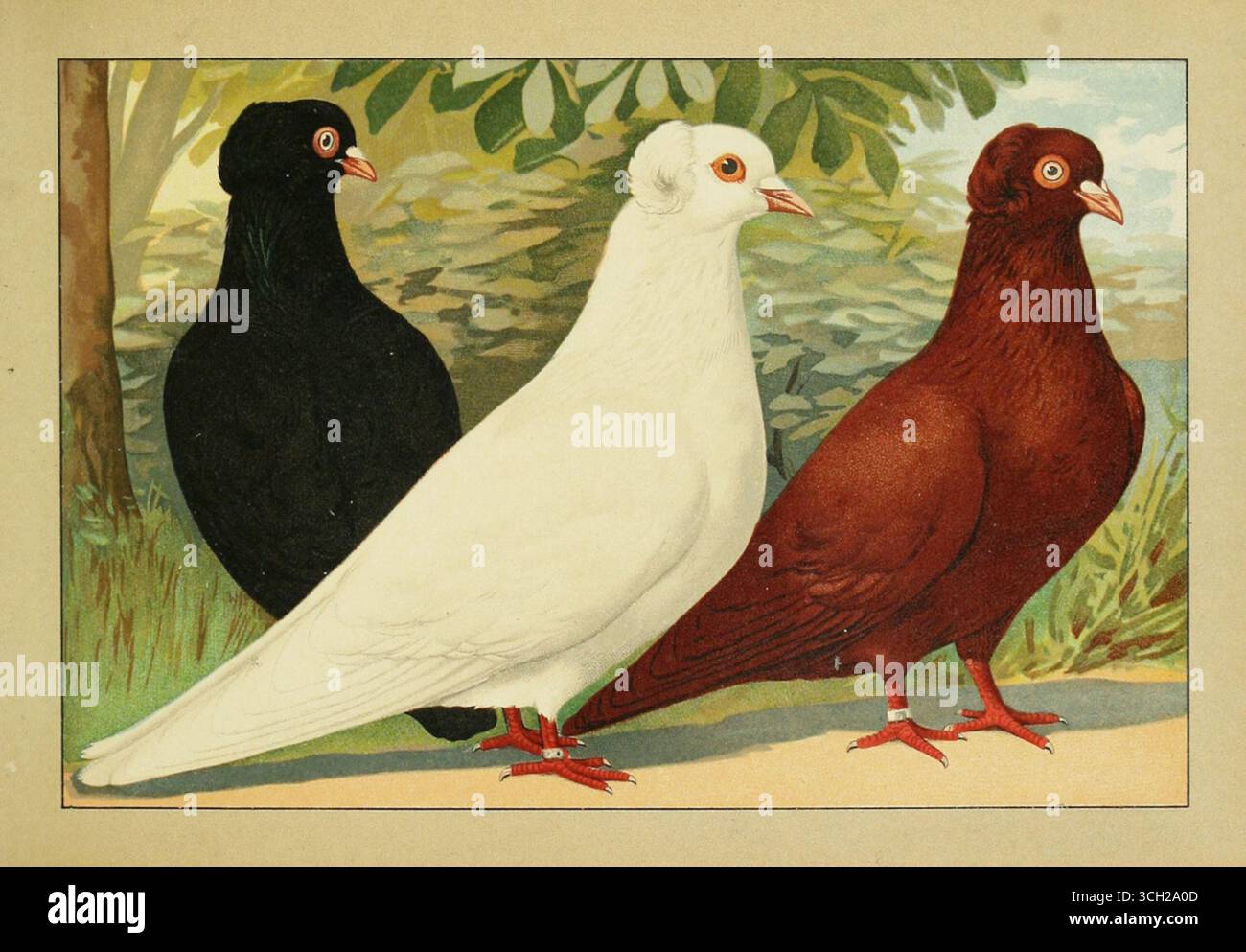 Illustration of three pigeons in black, white, and red plumage from ...