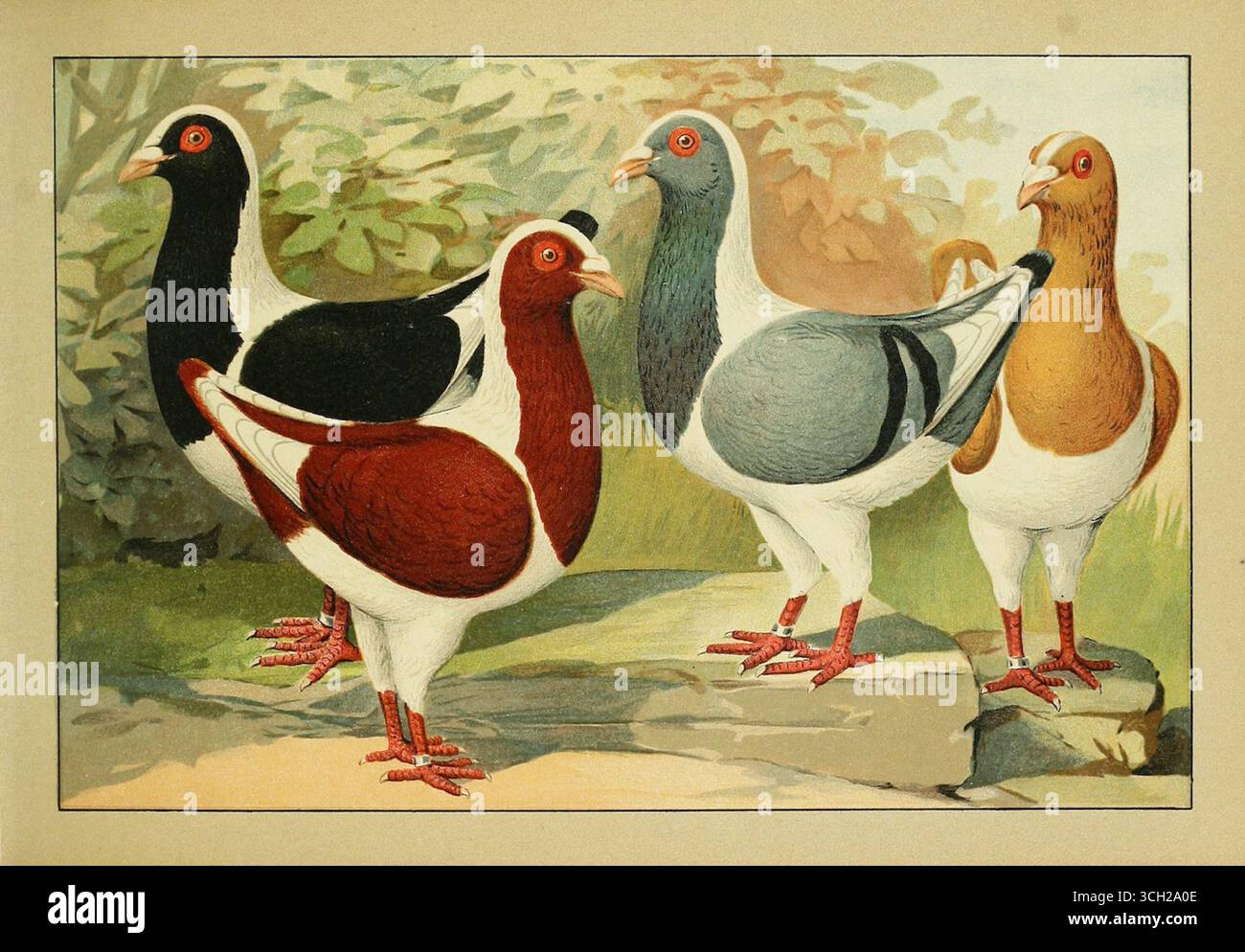 Four varieties red yellow hi-res stock photography and images - Alamy