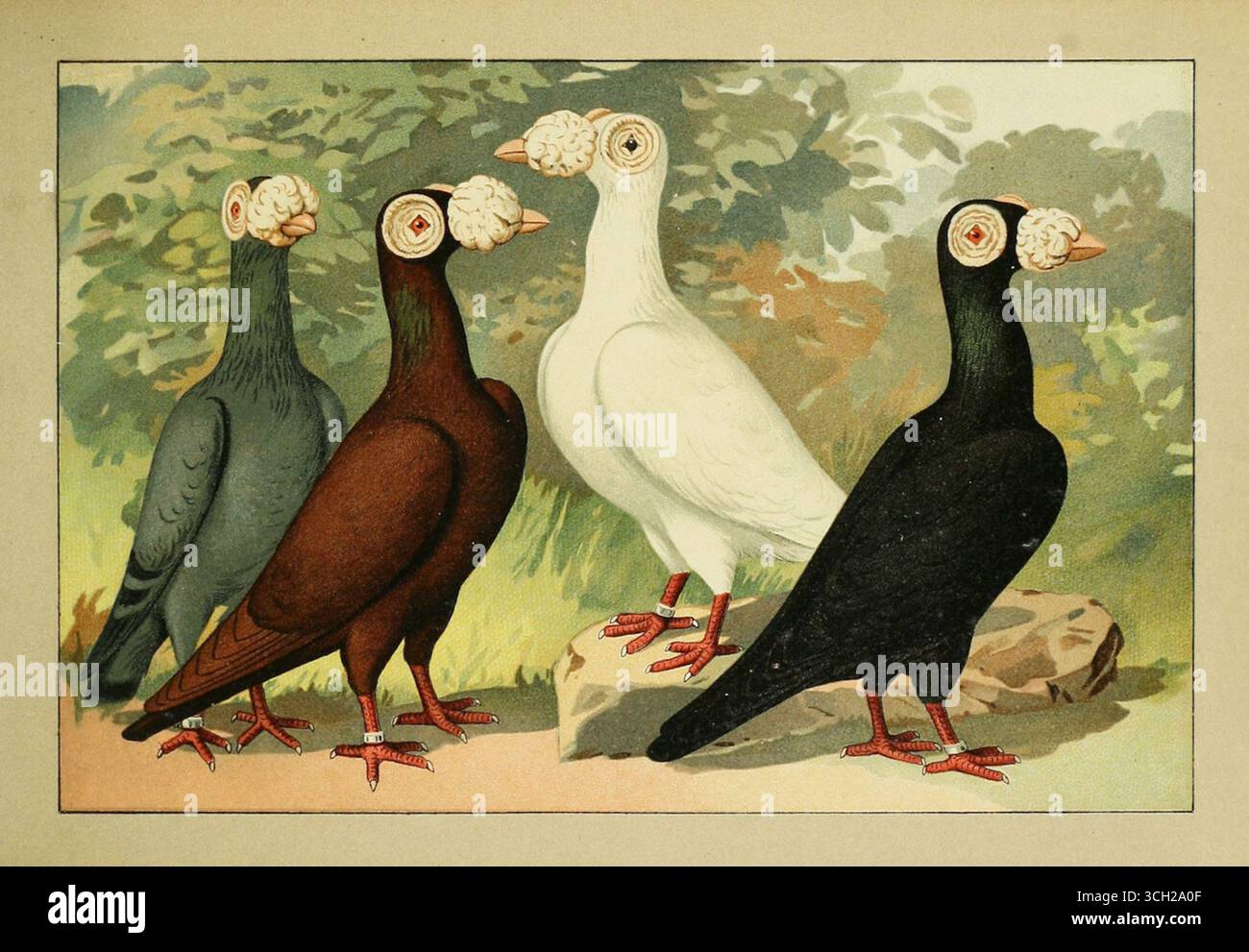Prominent pigeon fanciers hi-res stock photography and images - Alamy