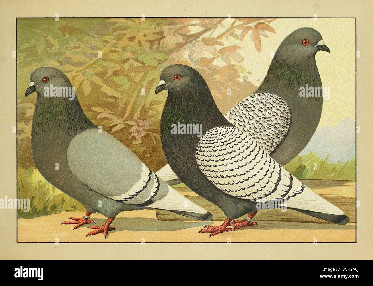 Illustration of three pigeons in blue-grey and patterned varieties with ...