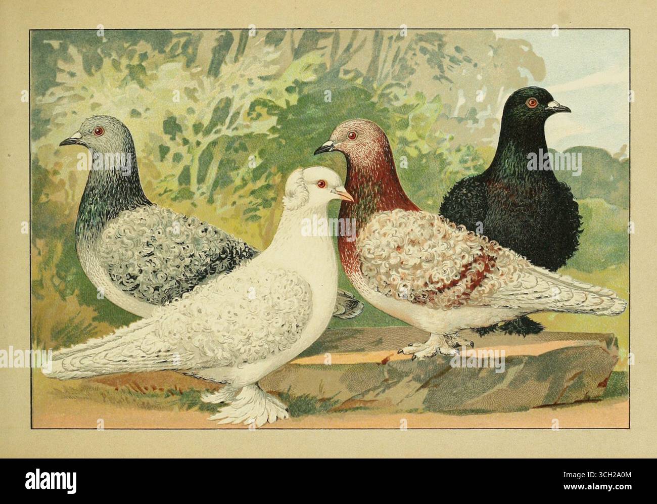 Frillback pigeons hi-res stock photography and images - Alamy