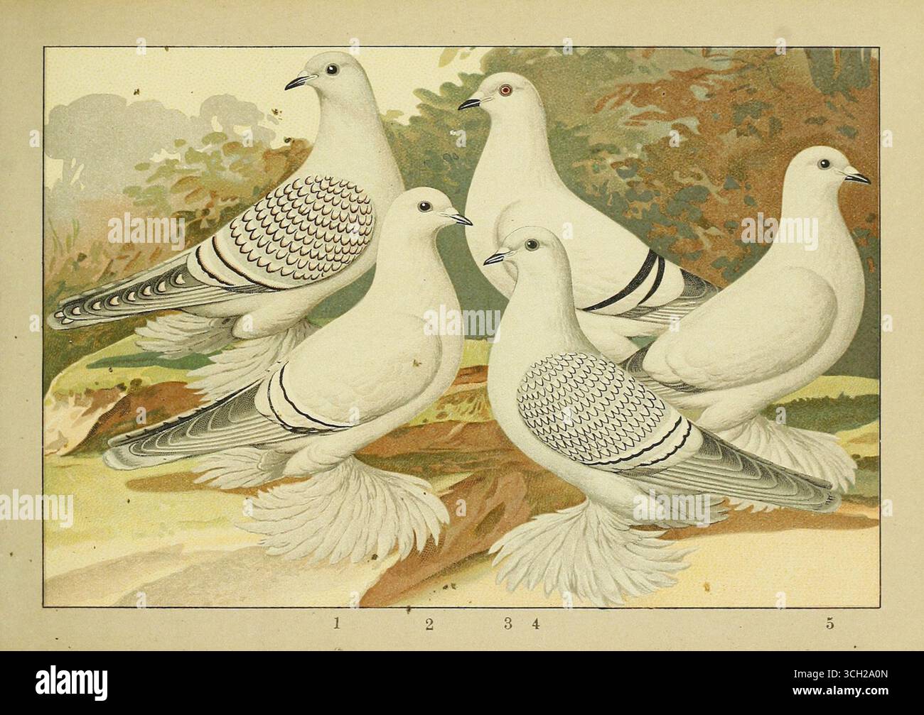 Five prints representing hi-res stock photography and images - Alamy