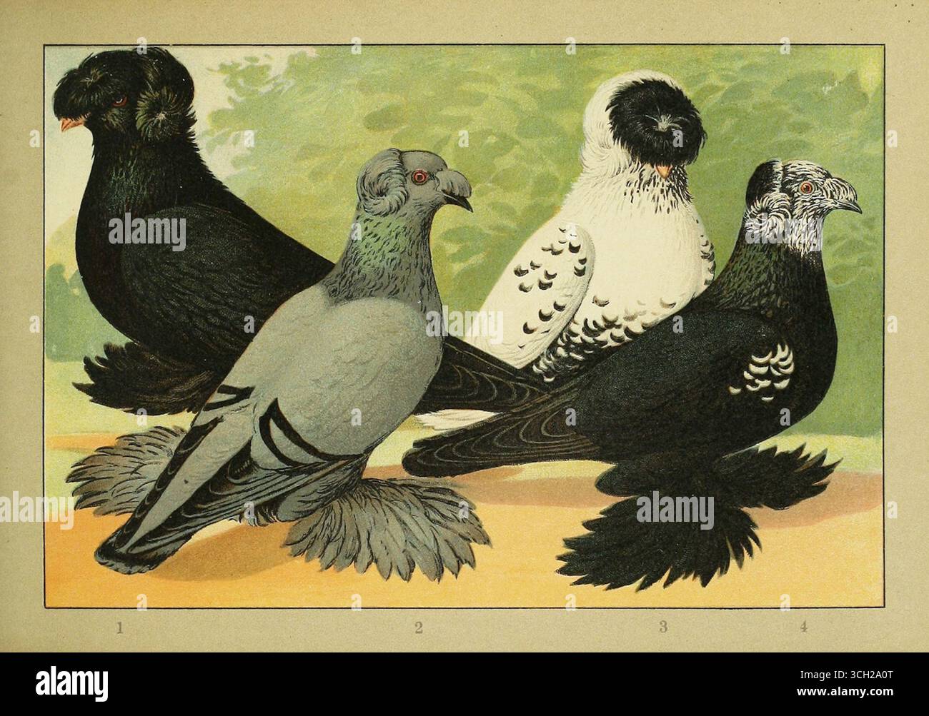 Showcasing distinct breeds hi-res stock photography and images - Alamy