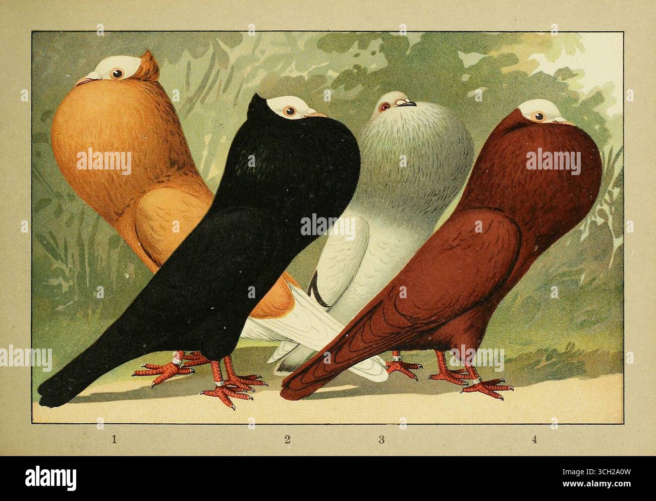 Illustration of four pouter pigeons with dramatically inflated crops in ...