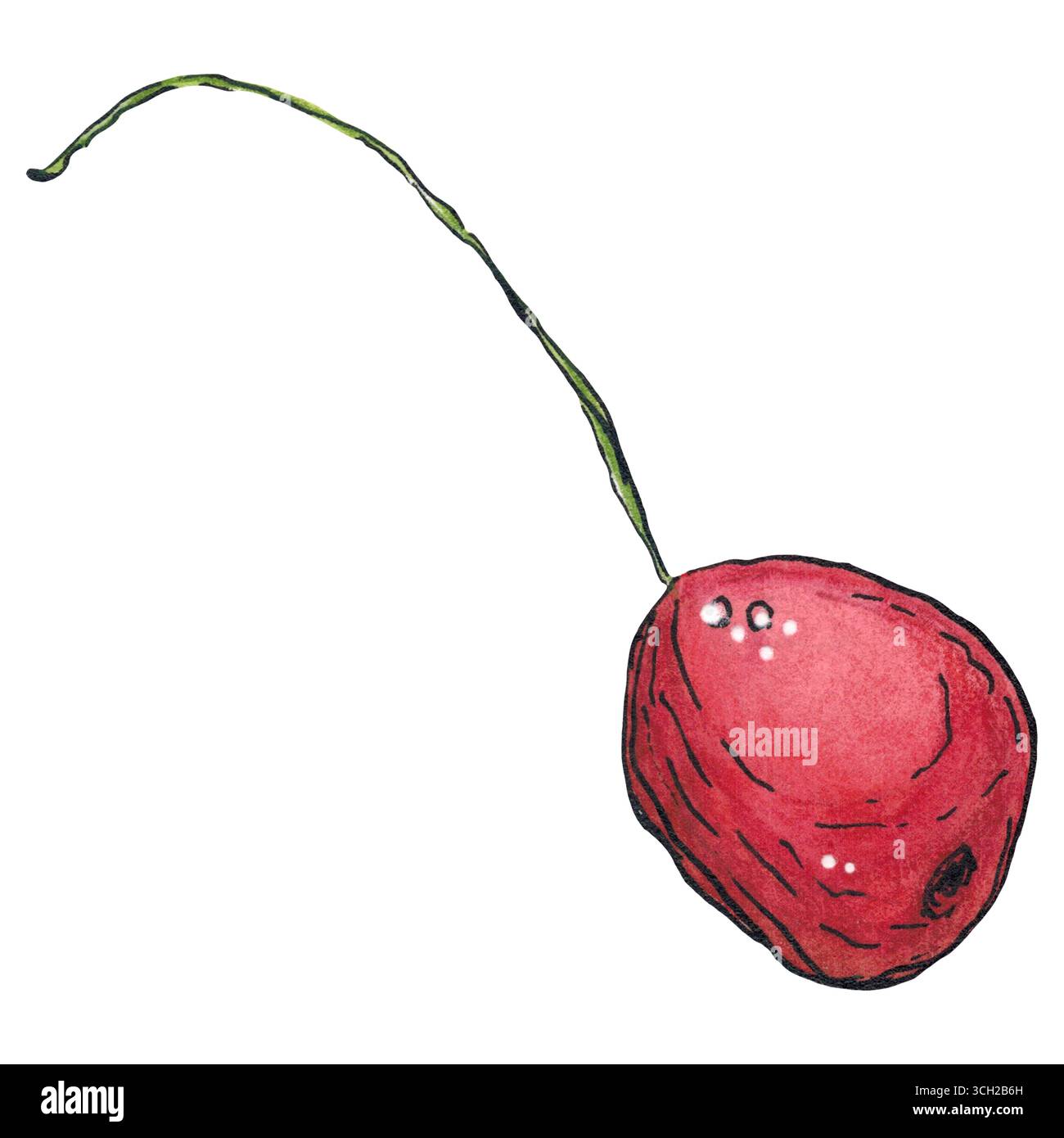 Hawthorn apple Cut Out Stock Images & Pictures - Alamy