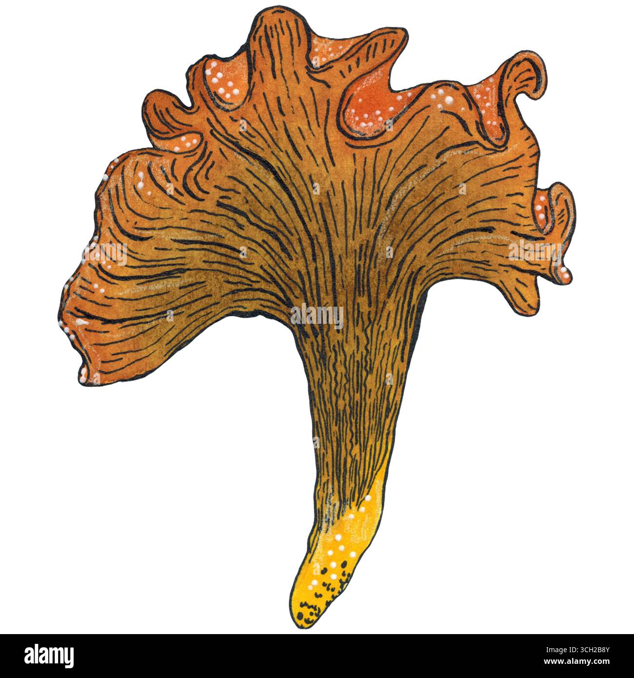Yellow chanterelle mushroom. Hand drawn watercolor illustration ...