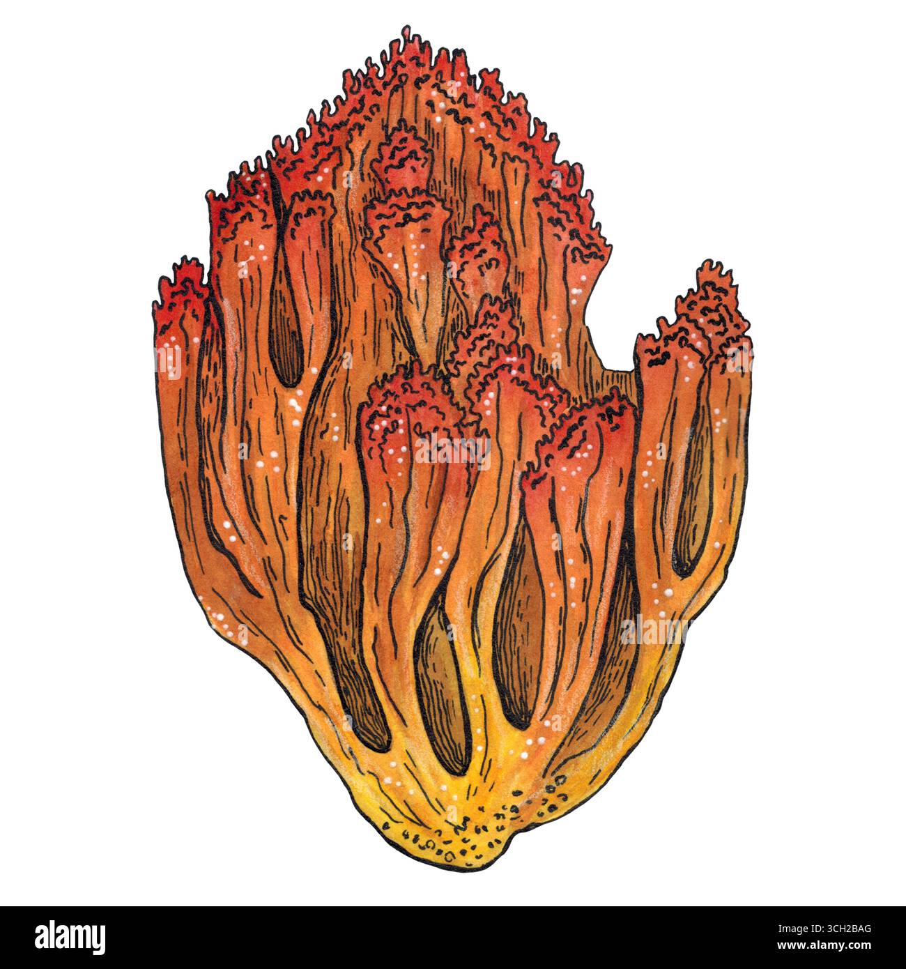 Various horns Cut Out Stock Images & Pictures - Alamy