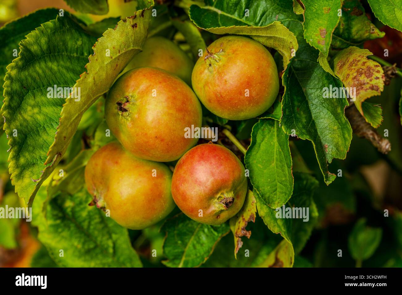 Pollination wonders hi-res stock photography and images - Alamy
