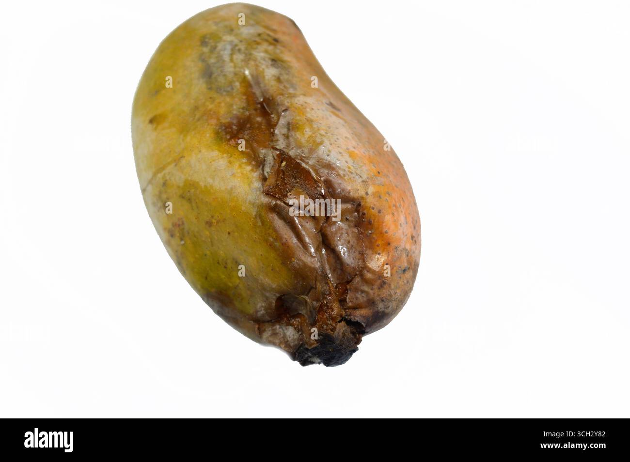 Mango fruit with mold and bacteria, mould is one of the structures that ...