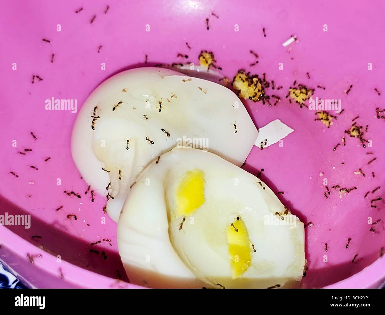 Large numbers from ant colony picking up and transferring food of egg ...