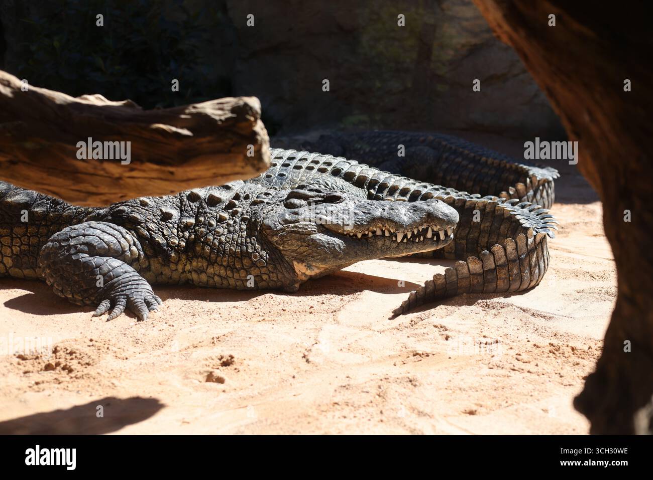 Alligator & crocodiles hi-res stock photography and images - Alamy
