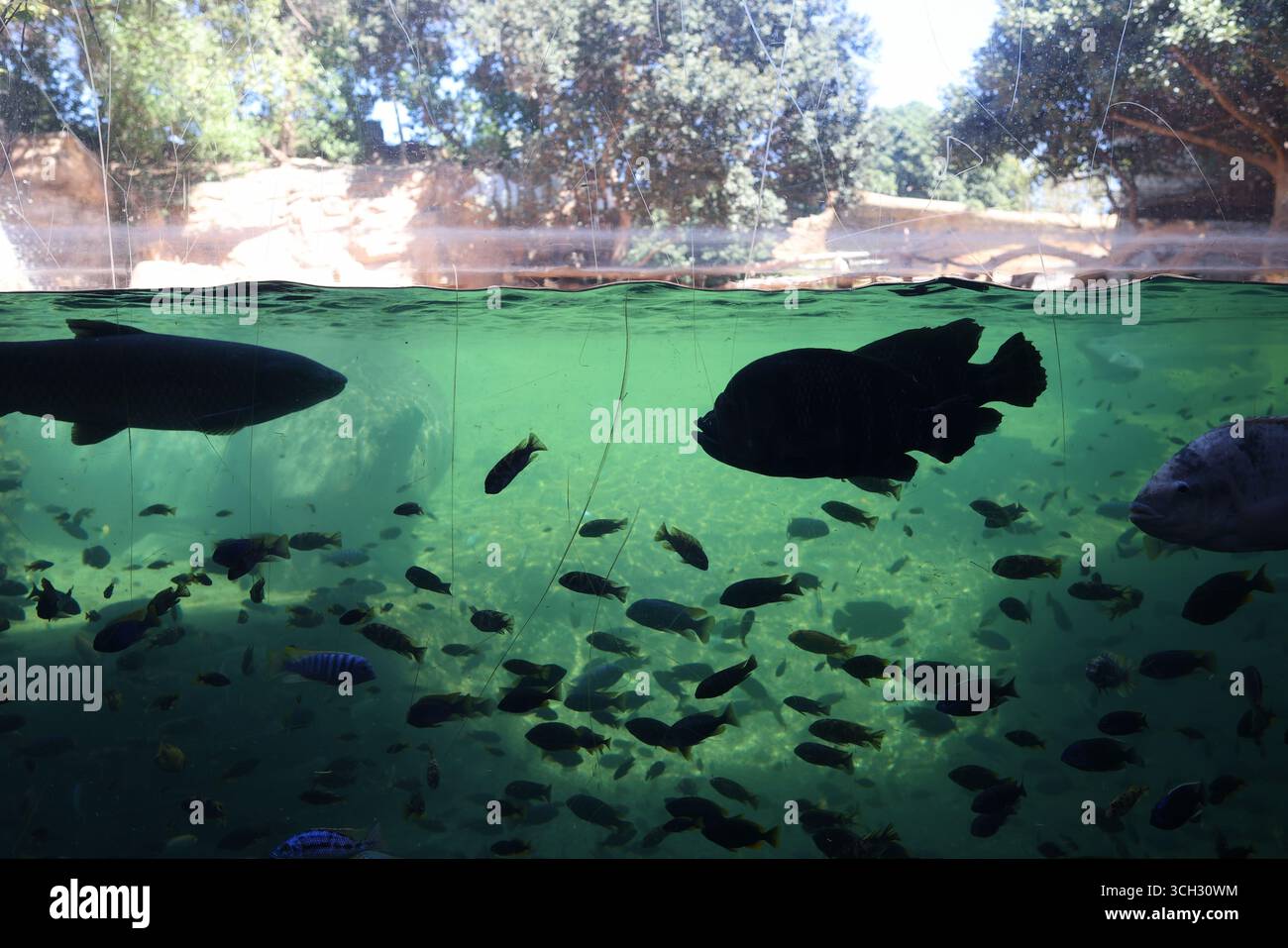 A hippo and many species of fish inside a transparent tank in an ...