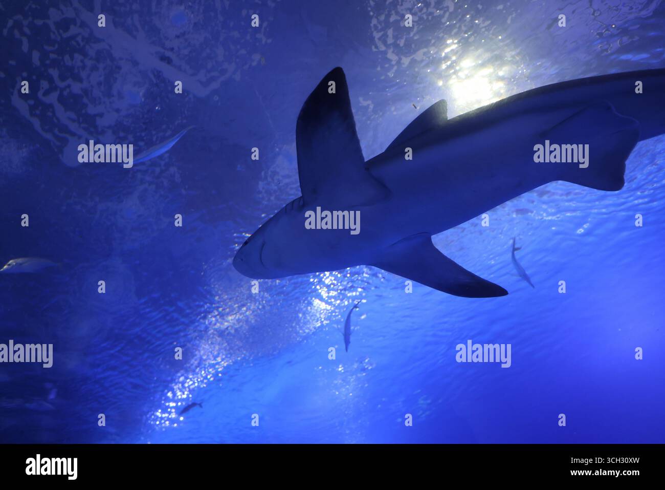 Shark inside a tank in an European aquarium Stock Photo - Alamy