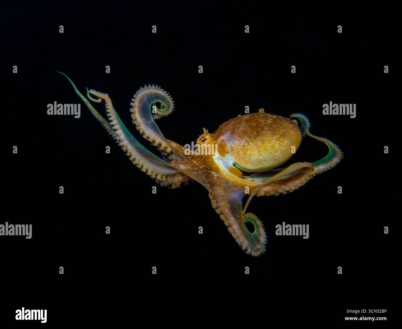 Common octopus propulsion hi-res stock photography and images - Alamy