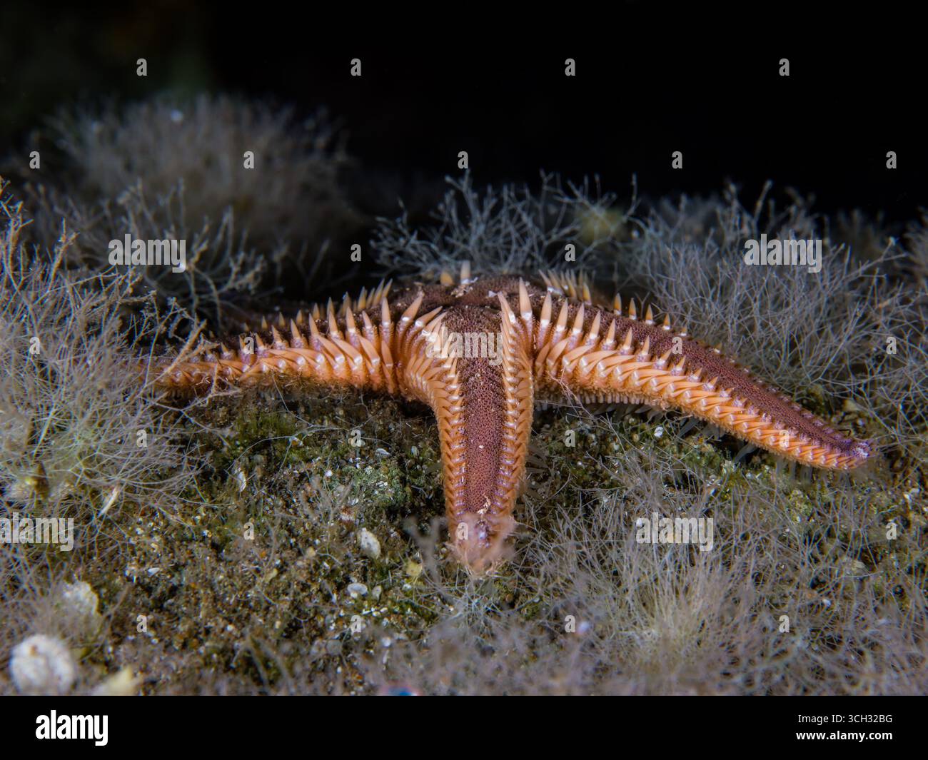 Comb sea star from the Mediterranean Sea Stock Photo - Alamy