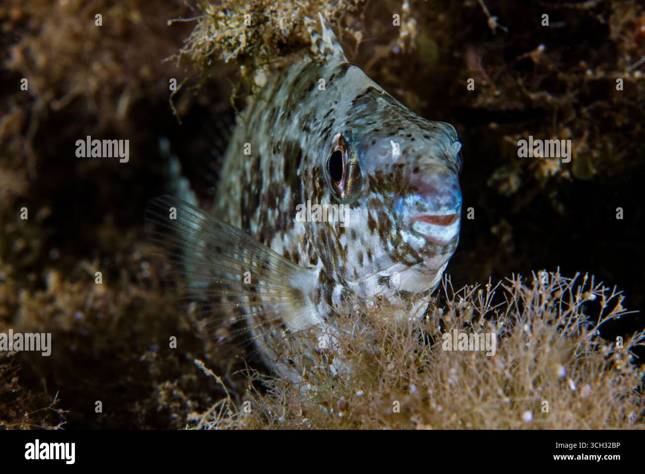 Spinefoot hi-res stock photography and images - Alamy
