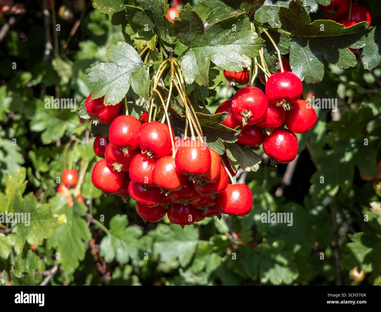 Two stem hawthorn hi-res stock photography and images - Alamy