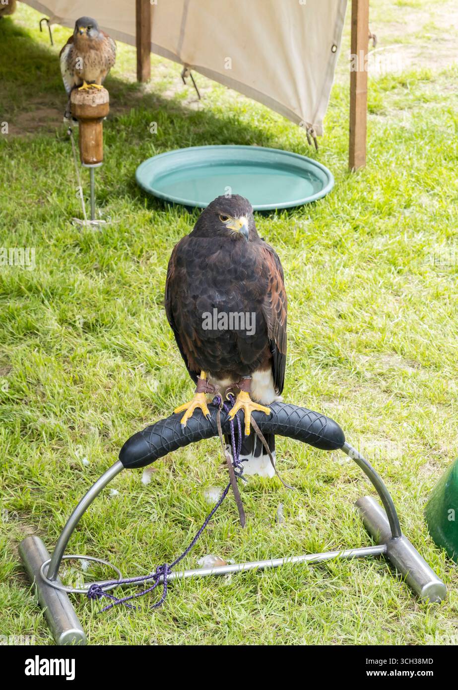 Harris Hawk on perch waiting turn in flying arena, Lincoln Castle ...