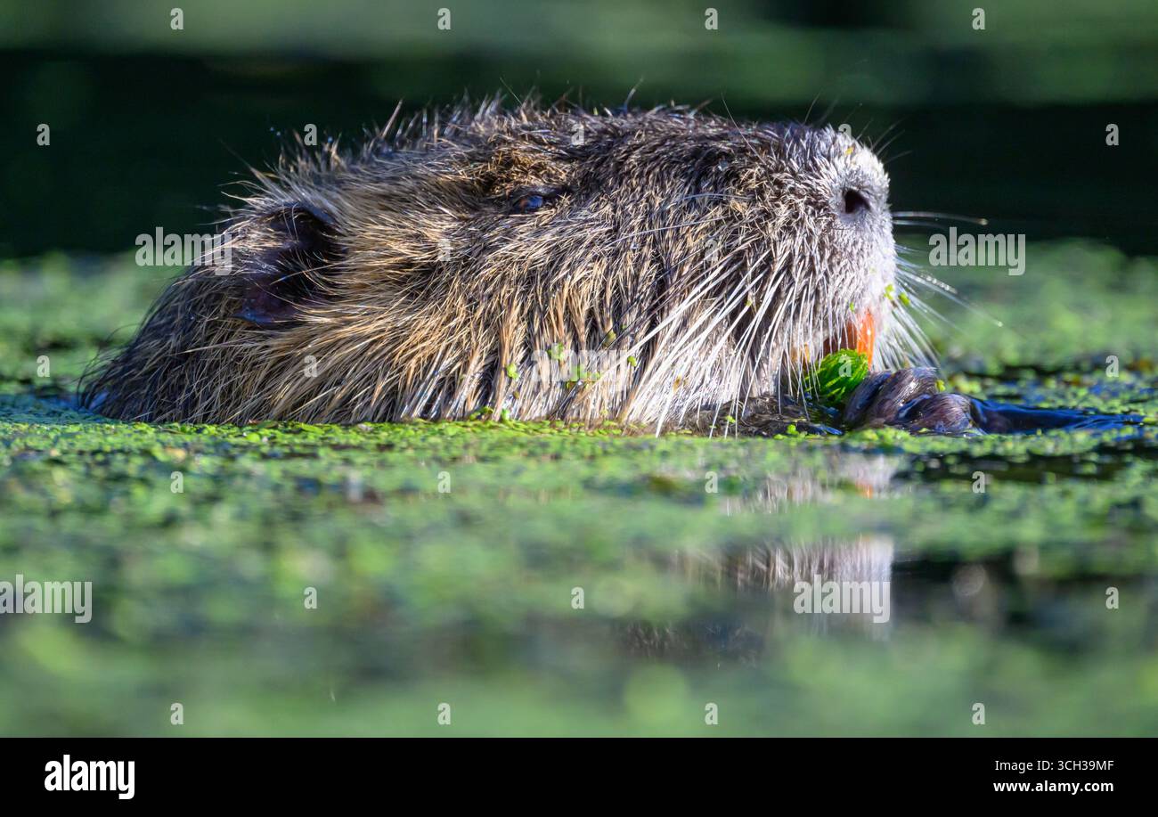 Kersdorf, Germany. 30th Aug, 2025. A nutria (Myocastor coypus) swims in ...
