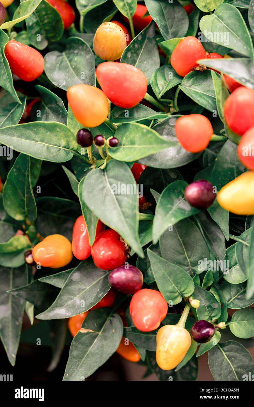 Colourful chilli plants at the Waddesdon Manor 2025 chilli festival ...