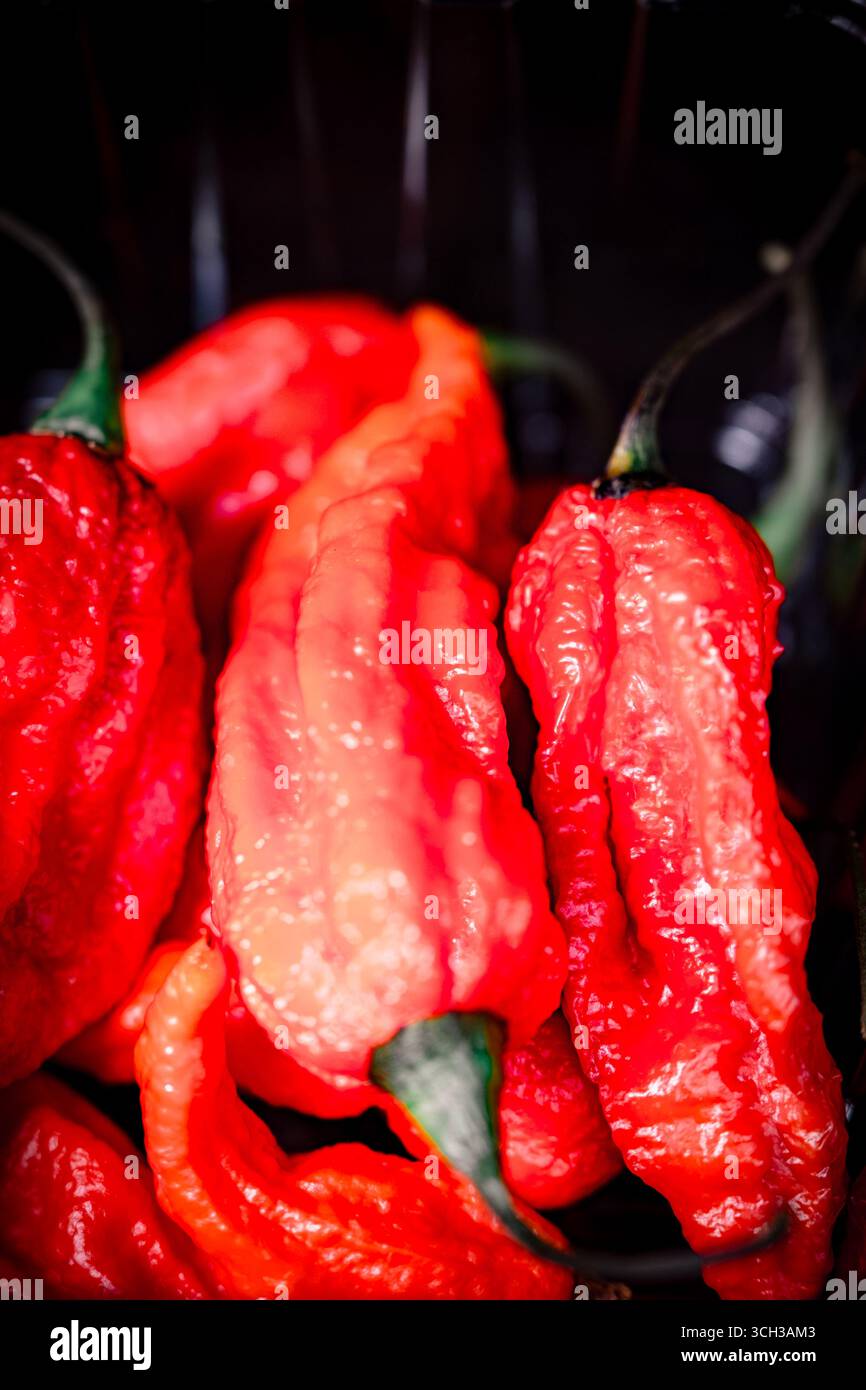 Colourful chilli plants at the Waddesdon Manor 2025 chilli festival ...