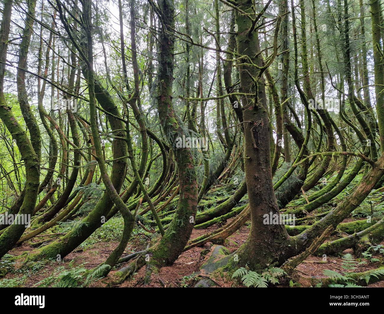 Bent and curved moss-covered trees in Llyn Llech Owain Country Park ...