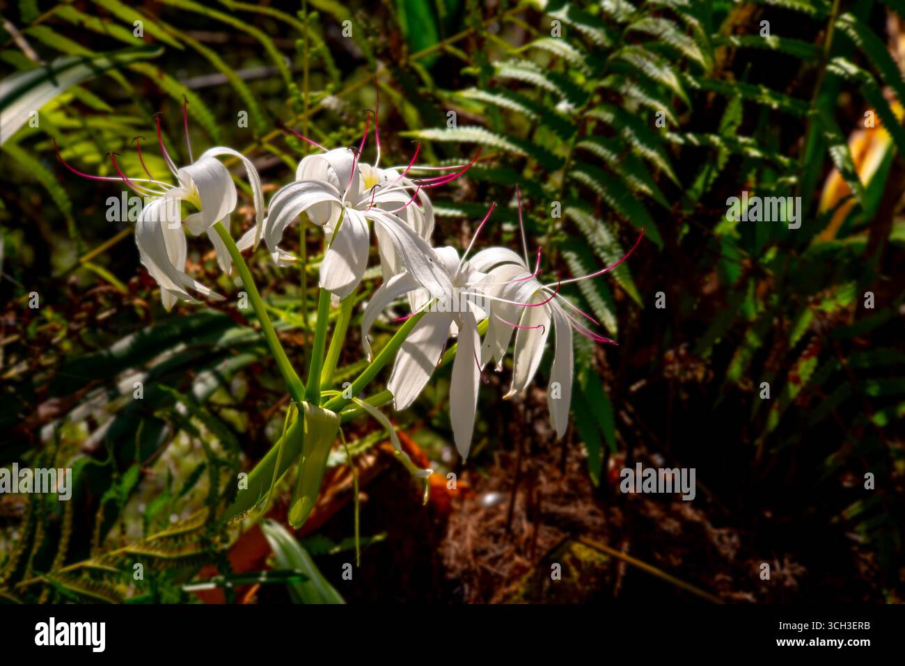 The Florida Swamp-Lily is a perennial bulb in the Amaryllis family. It ...