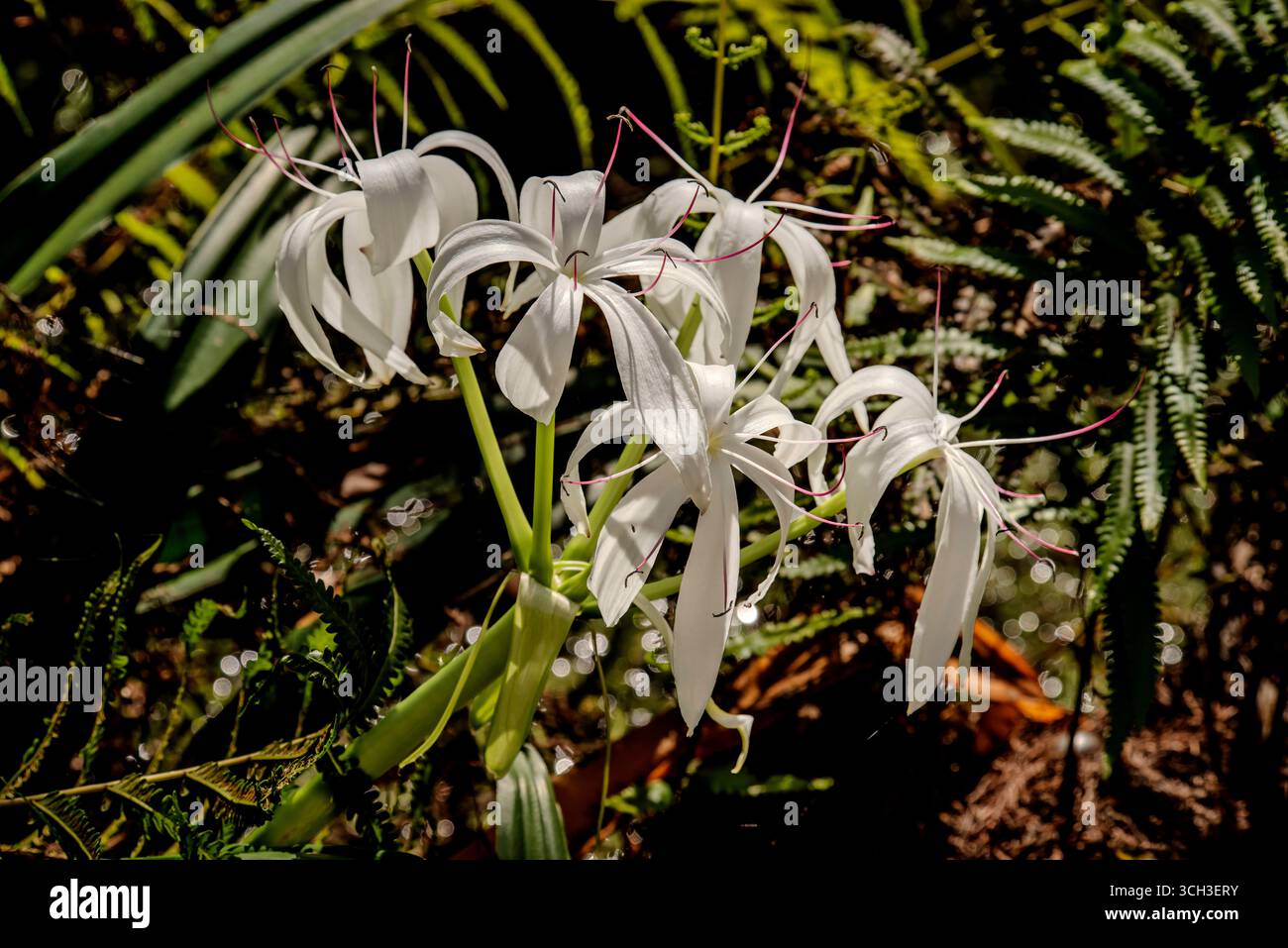 The Florida Swamp-Lily is a perennial bulb in the Amaryllis family. It ...