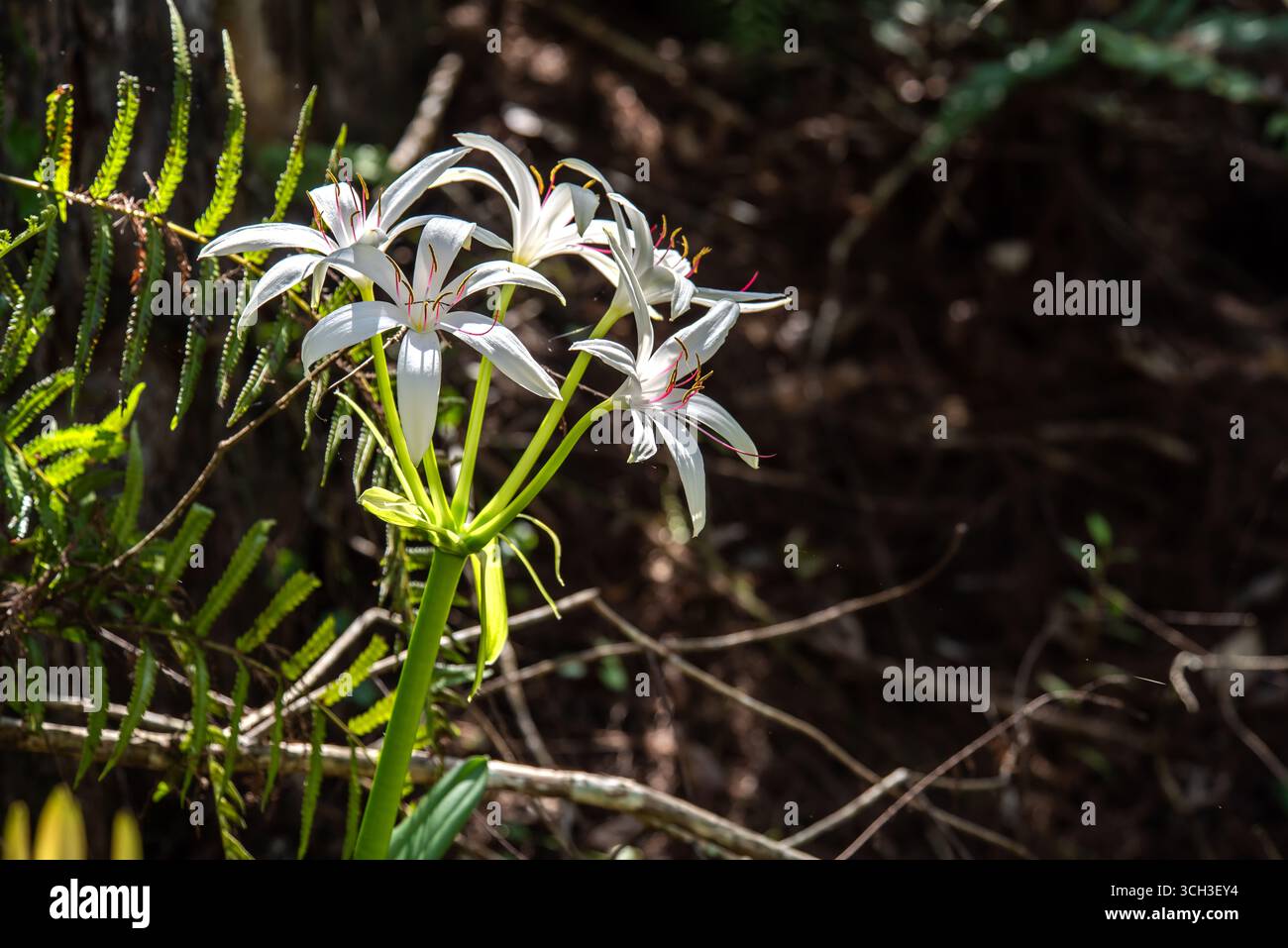 The Florida Swamp-Lily is a perennial bulb in the Amaryllis family. It ...