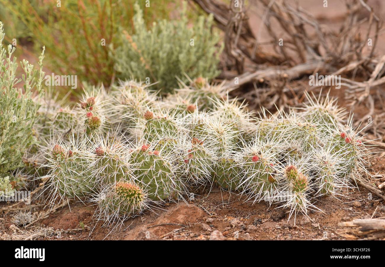 The Plains Pricklypear (Opuntia polyacantha) is a common species of ...