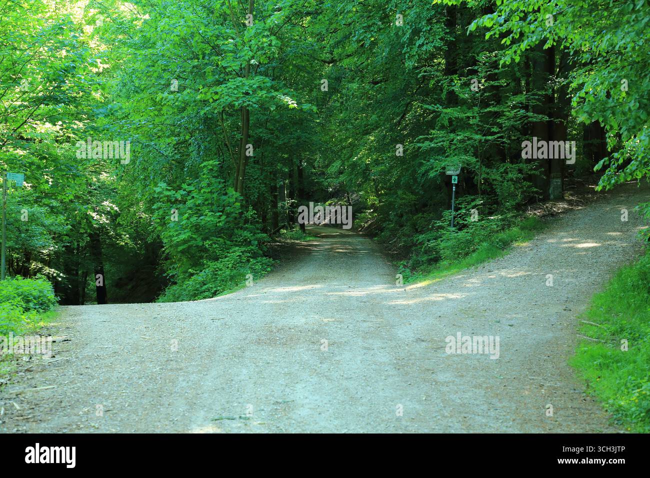 Diverging woodland paths in deciduous forest Stock Photo - Alamy