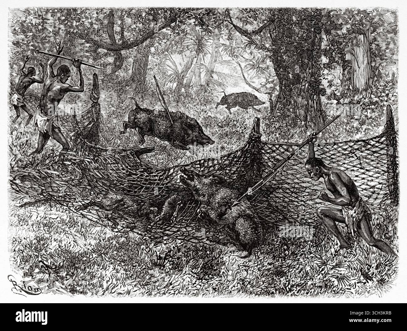 Wild boar hunting with net and spear in the forest, Gabon, Central ...