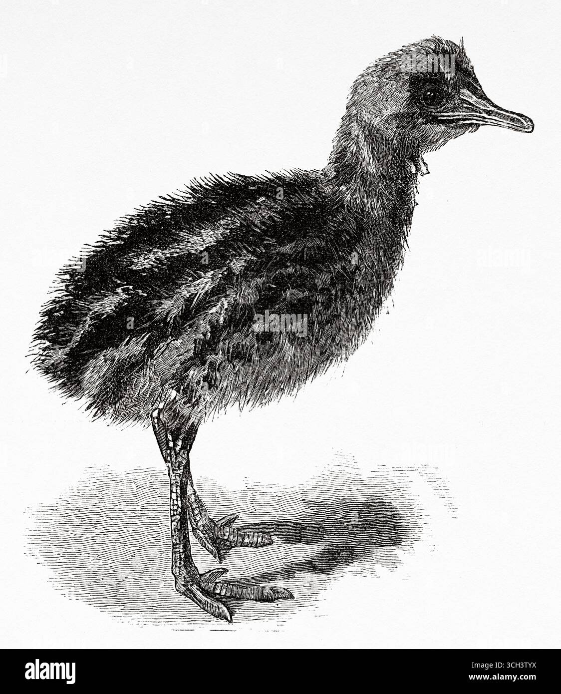 Young cassowary calf. Australia, Oceania. In the Land of the Cannibals ...