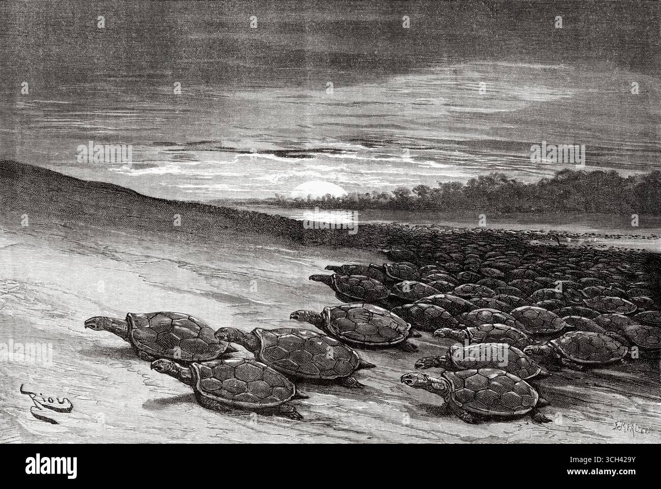 River turtle amazon lay eggs hi-res stock photography and images - Alamy