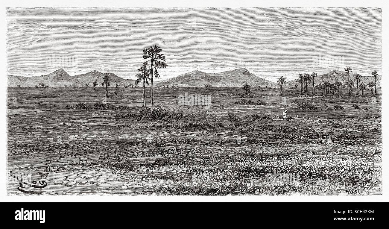 Apure plains, typical of the Middle Orinoco plains region, Venezuela ...