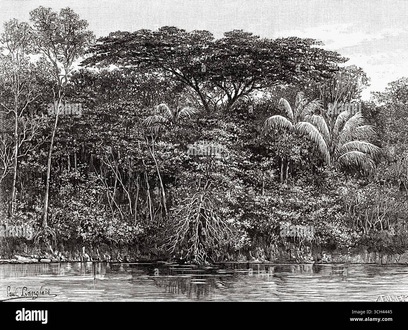 The forest on the banks of the Orinoco River, Venezuela, South America ...