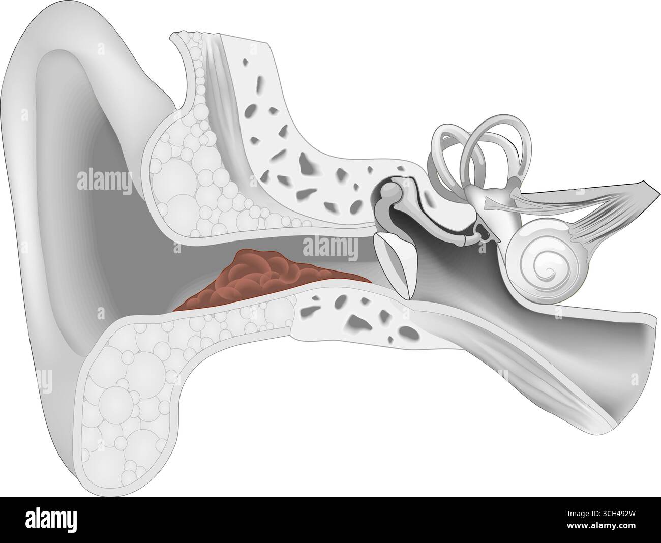 Auditory examination Stock Vector Images - Alamy