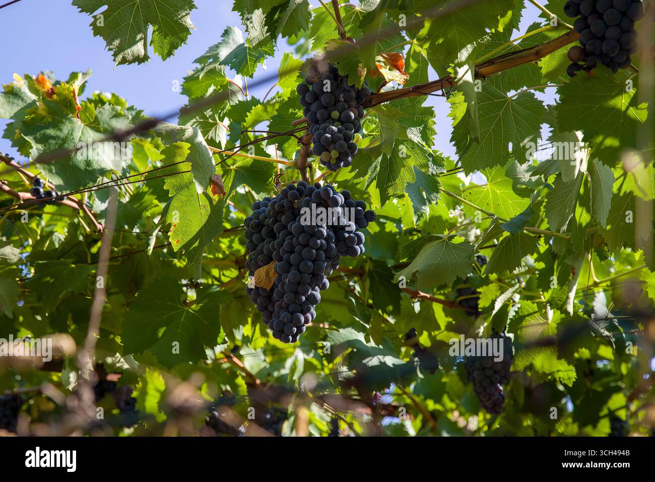 Vineyard in ancient roman hi-res stock photography and images - Alamy