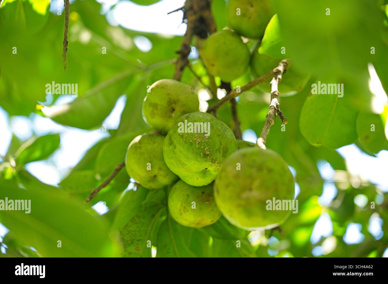 Sapote tree hi-res stock photography and images - Alamy