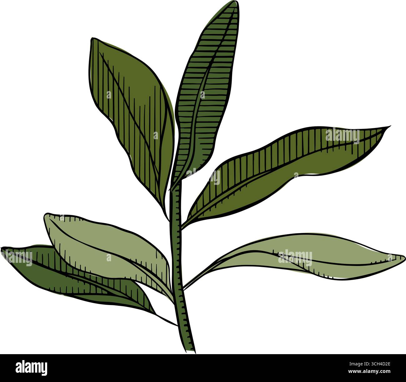 Plant line composition Stock Vector Images - Alamy