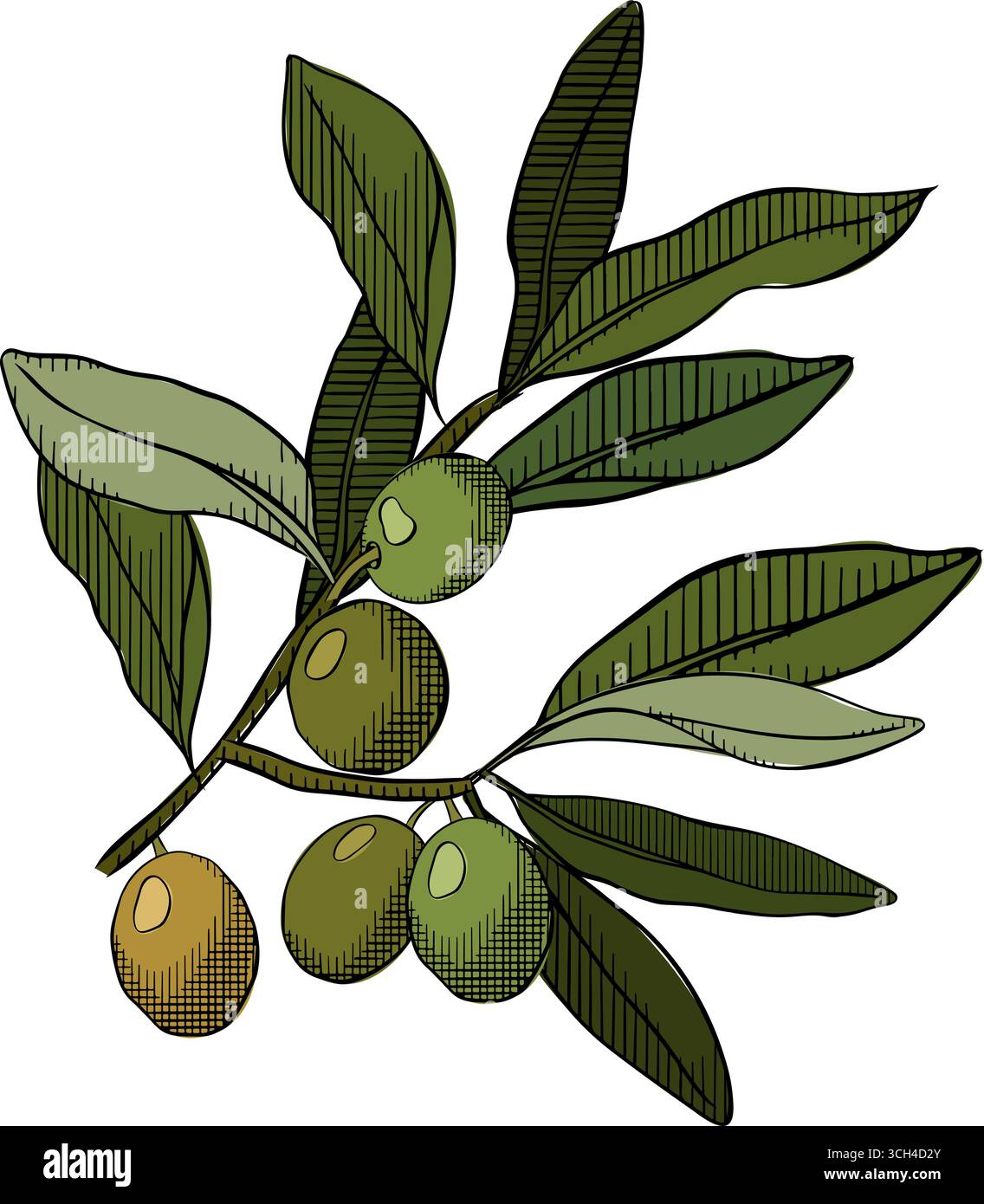 Hand drawn olive tree Stock Vector Images - Alamy
