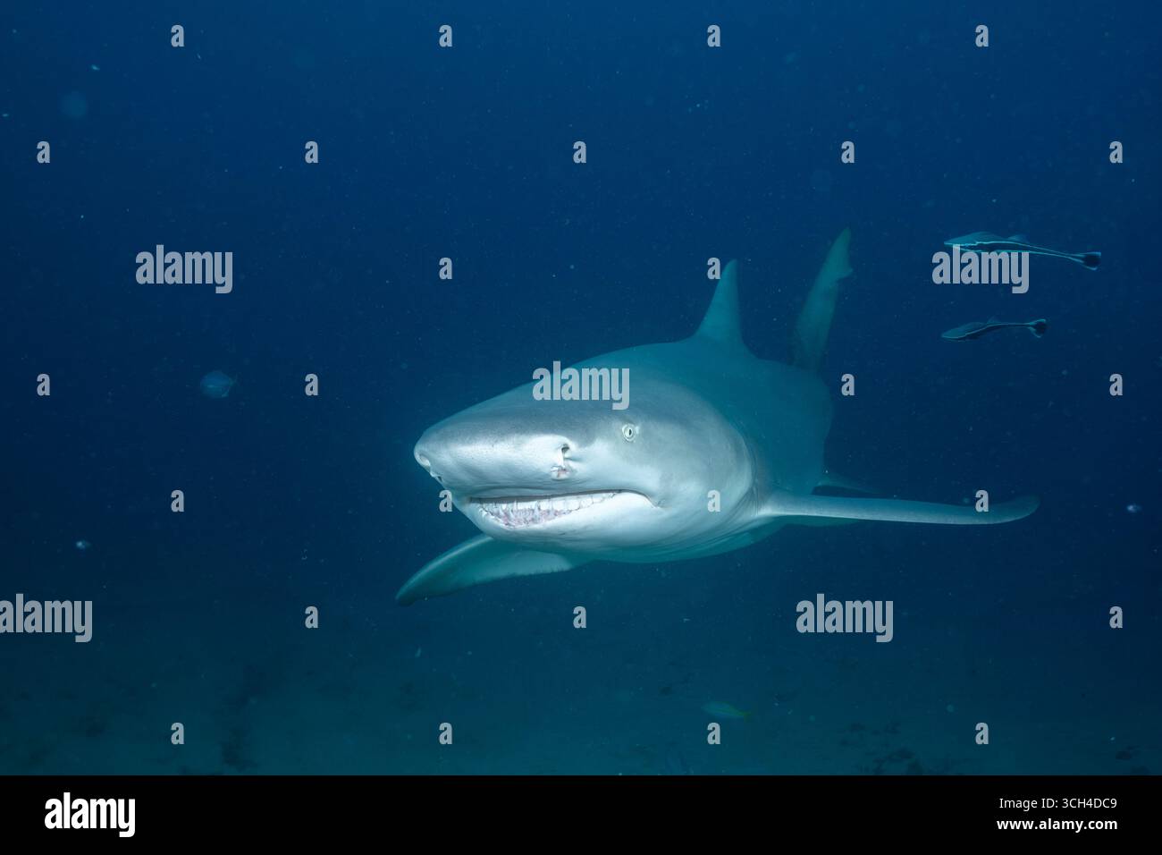 Sharks diving underwater on sandy hi-res stock photography and images ...