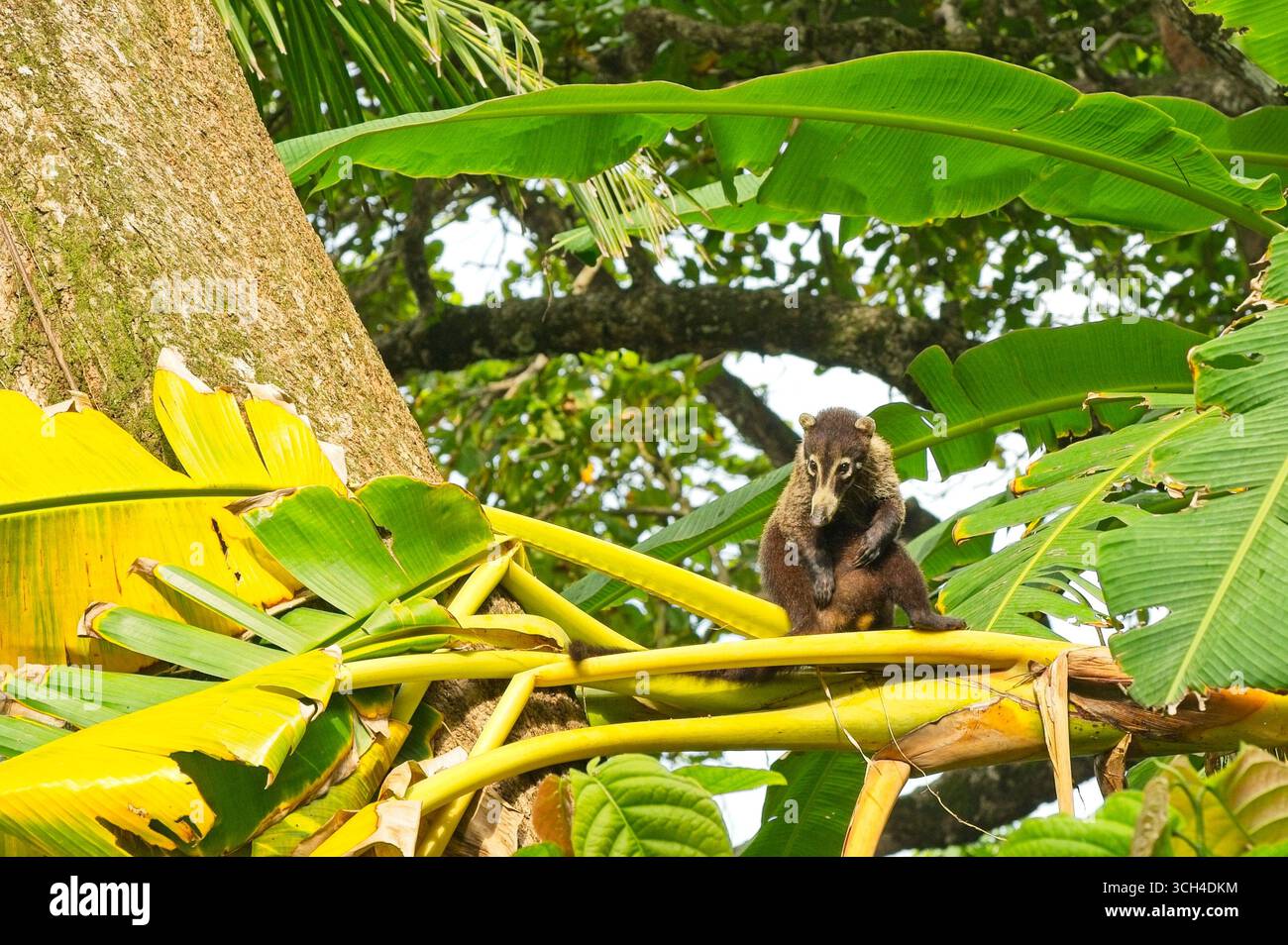 coati in the Corcovado National Park in Costa Rica Stock Photo - Alamy