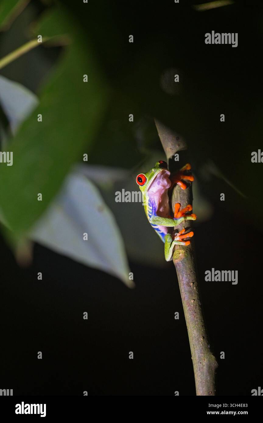 Red-eyed tree frog in a rain forest in Costa Rica at night Stock Photo ...